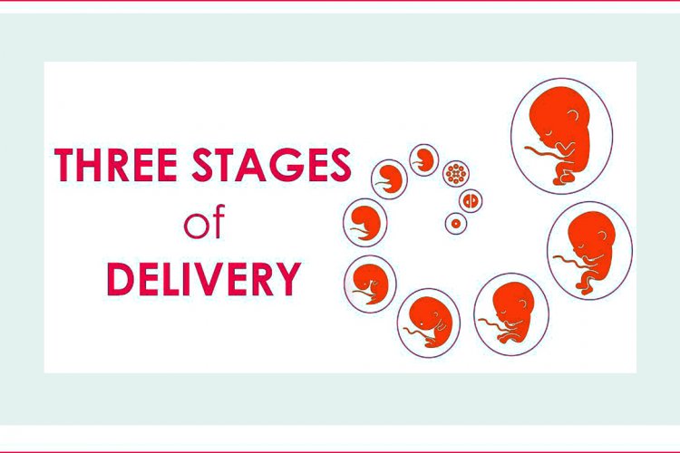 Three stages of Delivery - MYBABYCARE